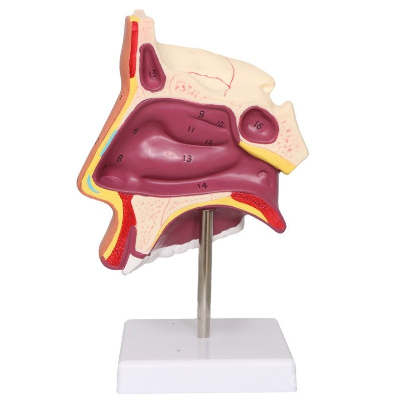 SG Nasal Anatomy Model Human Body Nasal Throat Science Medical Teaching ...