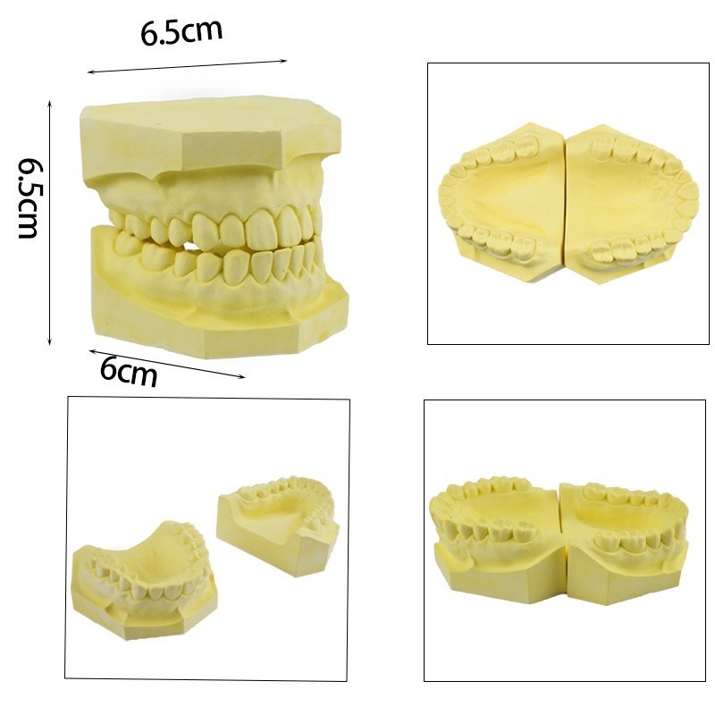 Dental Material Dentures Standard Plaster Model Have Teeth Toothless ...