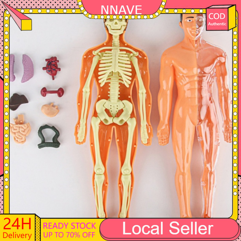 Human Body Model for Kid Human Body Anatomy Biological Human Body ...