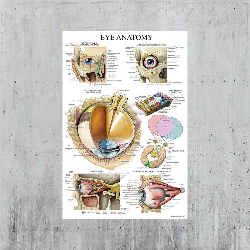 Eye Anatomical Poster Human Eye Anatomy Chart | Shopee Singapore