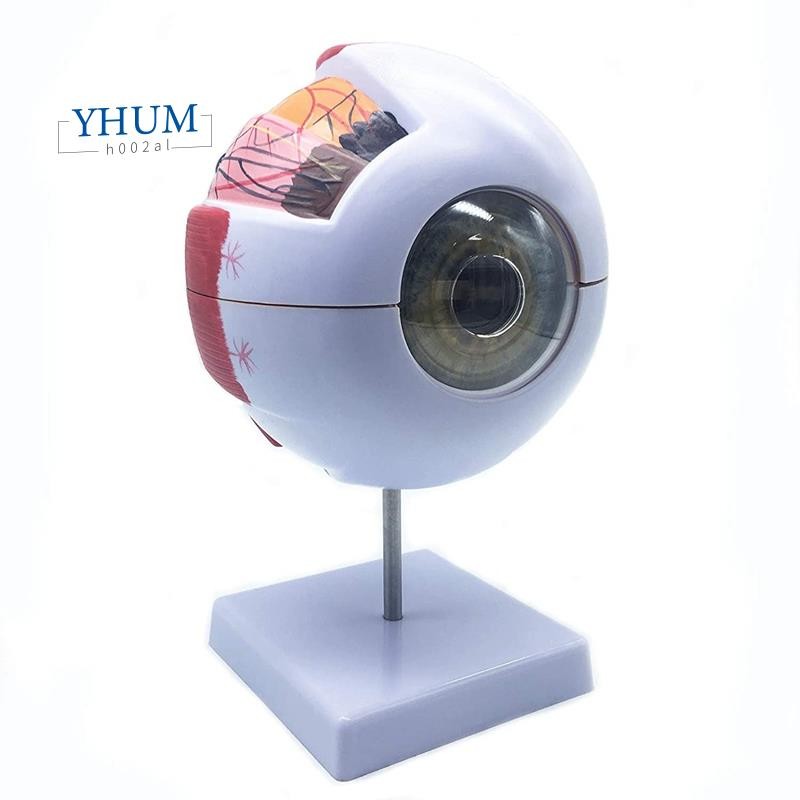 6X Enlarged Human Eye Anatomical Model,Anatomically Accurate Eye Model ...