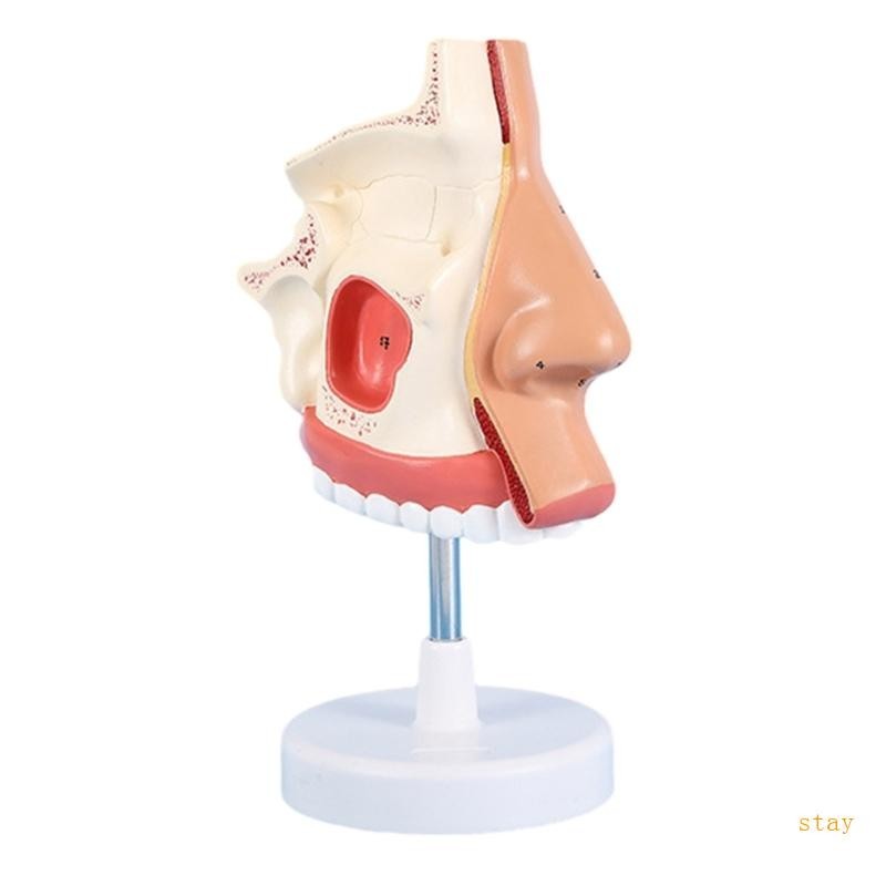 stay Anatomical Nasal Cavity Model for Medical Lecture Report Life Size ...