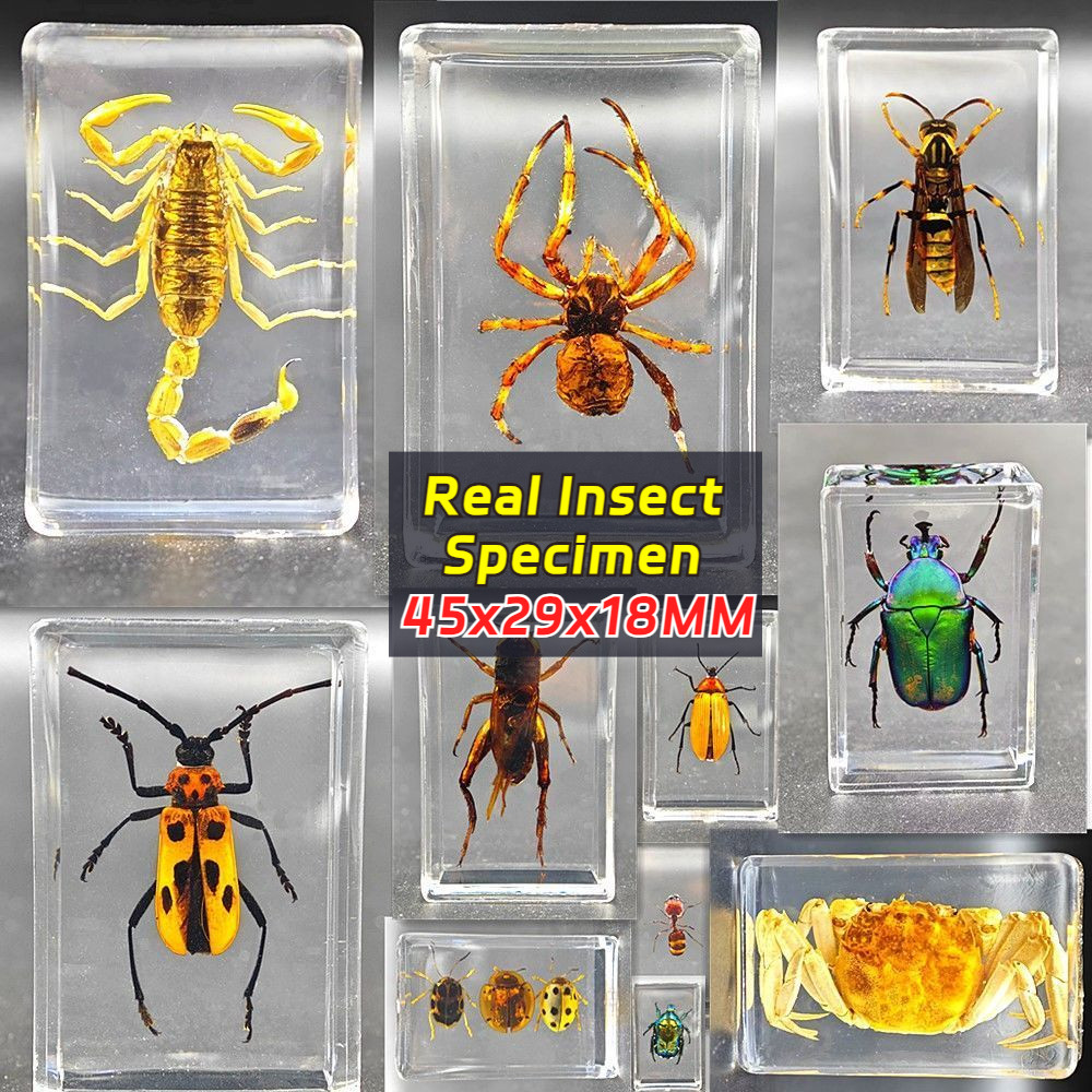 Transparent Resin Teaching Kindergarten Bug Seahorse Scorpion Spider ...
