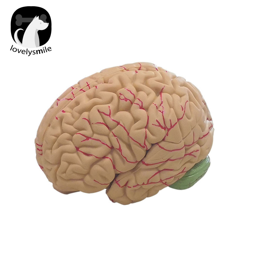 Human Brain Model Simulation 8-Part PVC Life-size Anatomy Teaching Tool ...