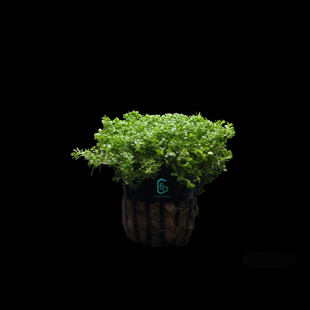 [Live Aquatic Plant] Hemianthus Callitrichoides 'HC Cuba' Emersed ...