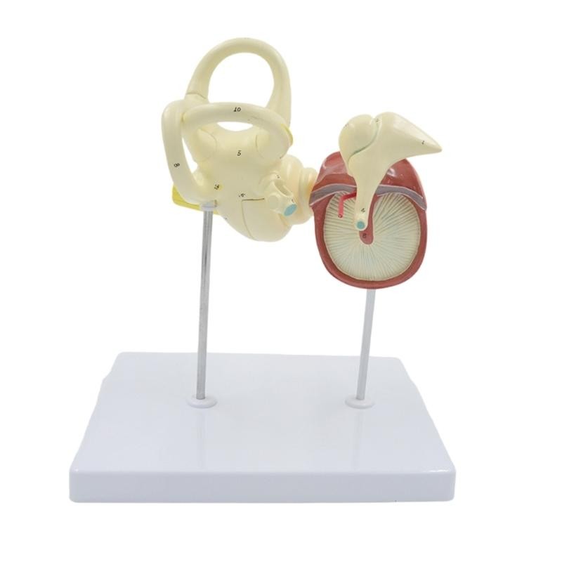【MT】 Human Ear Model for Anatomy Human Ear Anatomical Model Human Inner ...