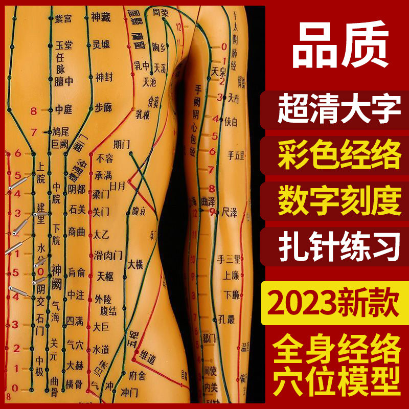 Acupuncture Model Meridian Acupuncture Points Traditional Chinese ...
