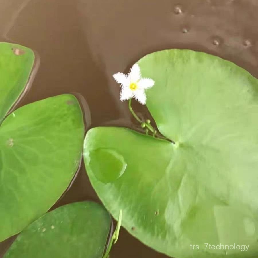 One Leaf Lotus Aquatic Hydroponic Plant Living Sleeping Lotus Fish Tank ...