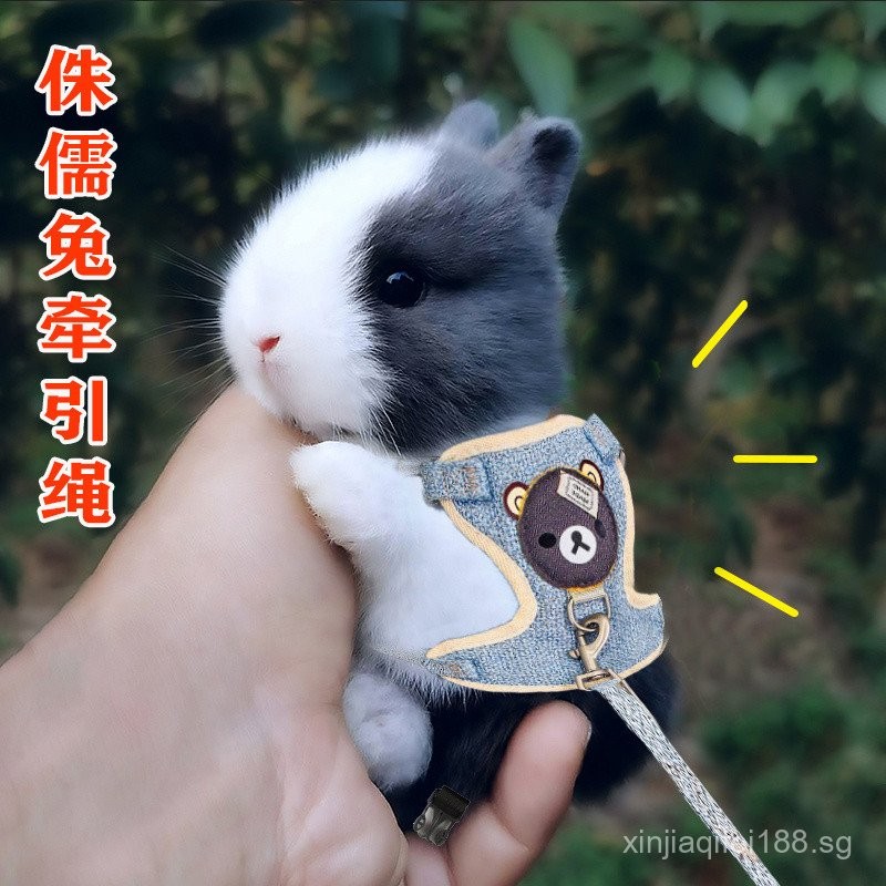 Bunny Hand Holding Rope Pygmy Rabbit Special Anti Breaking Loose Pet ...