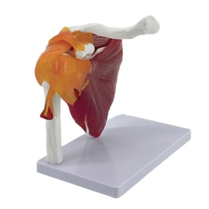 love* Shoulder Joint Muscles Model Shoulder Model with Life Size ...