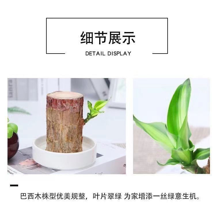 Brazil Wood Aquatic Potted Hydroponic Plants Brazil Lucky Wood ...