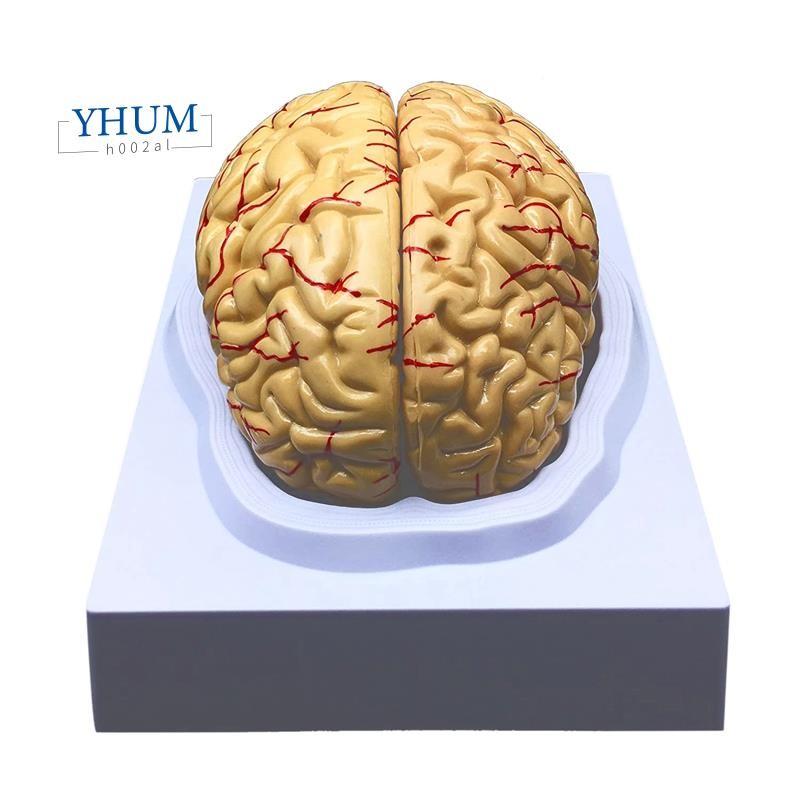 Human Brain Model, Anatomically Accurate Brain Model Life Size Human ...