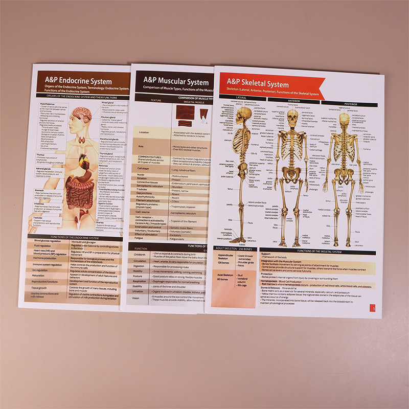 Jointflowerfree Anatomy & Physiology Study Guides - Set of 10 Human Anatomy Guides For Nursing ...