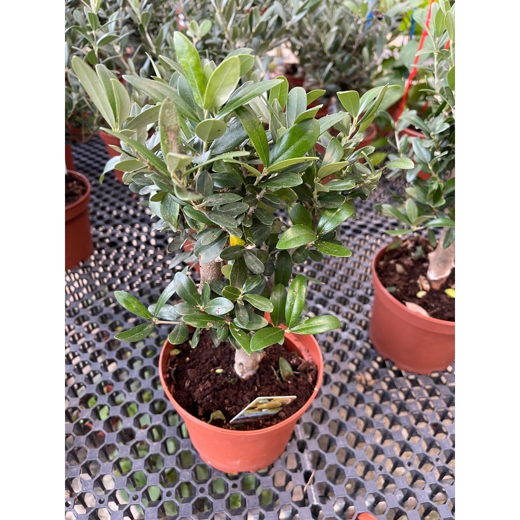 Olive Tree (Olea Europaea) 'Silvery-green'. Olive trees can grow up to ...