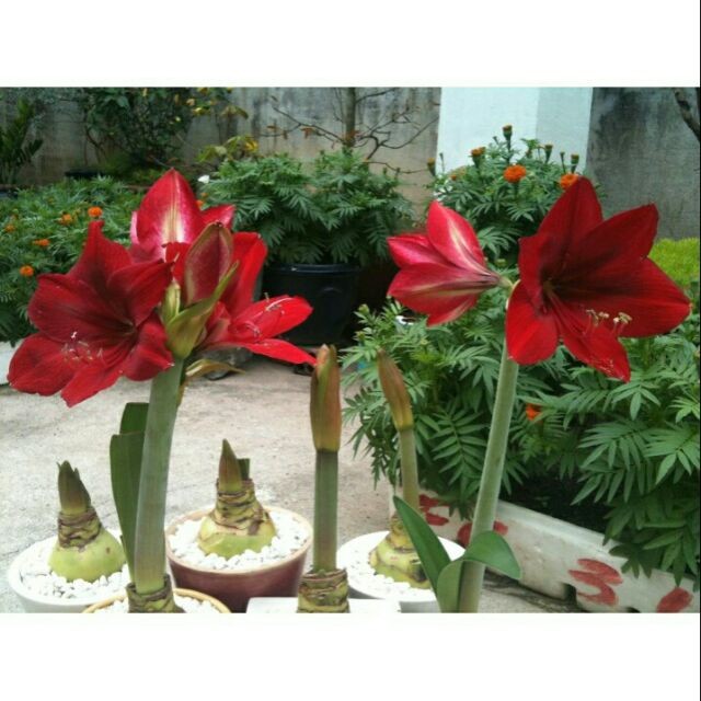Lily orchid bulbs flowerCNYs come in all colors (orange, peach, red ...