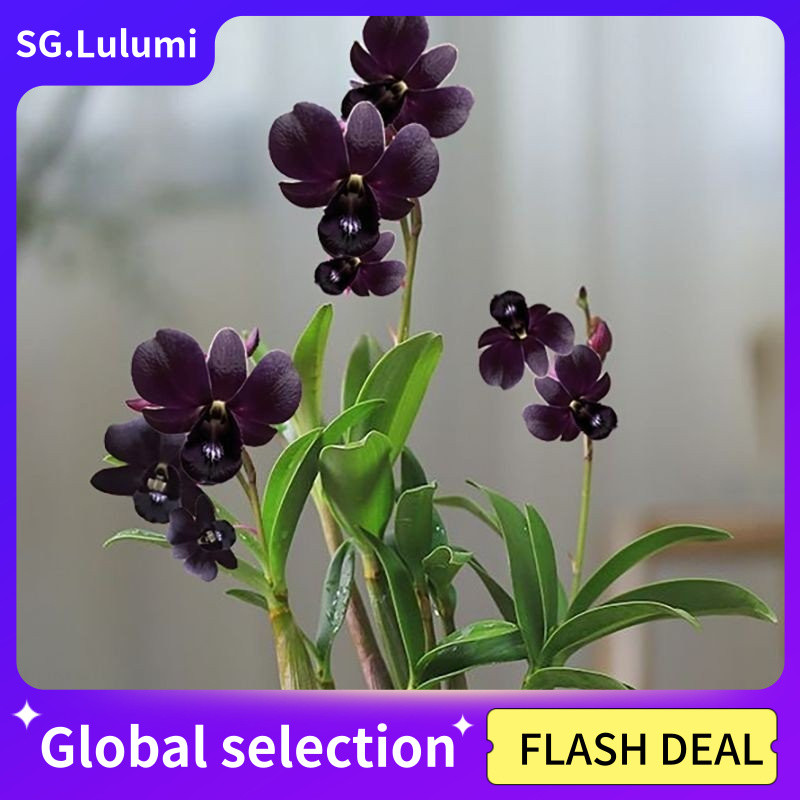 [3423 People Collection] Heat-Resistant Hydroponic Strong Fragrance Type Dendrobium Orchid Good ...