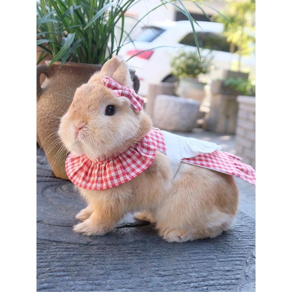 Little Bunny Going out Clothes Cute Style Maid Costume Creative with ...