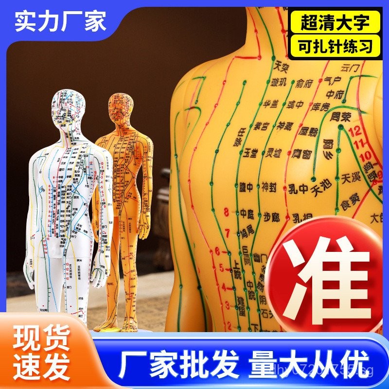 Medium-sized Acupuncture Point Human Model Meridian Acupoint Model ...