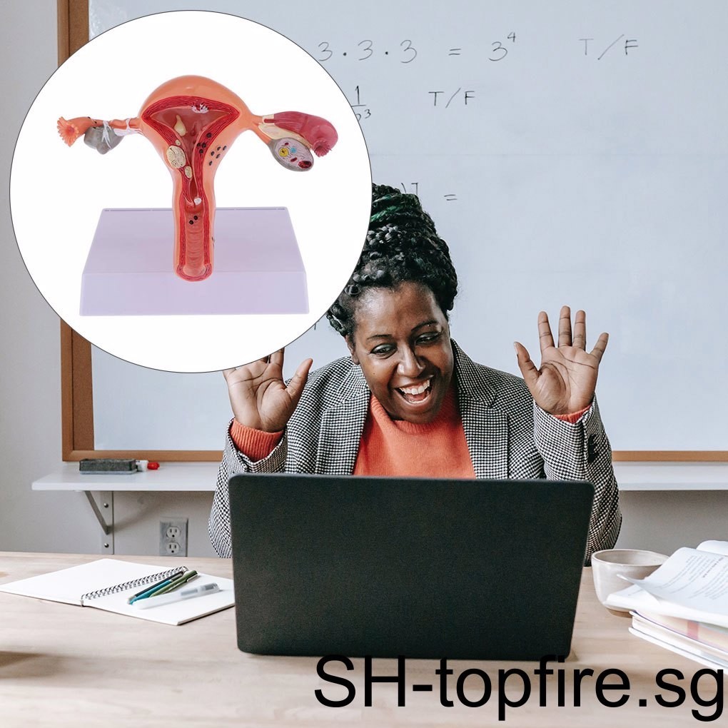 Female Human Fake Uterus Structure Models Laboratory Experiment Aid ...