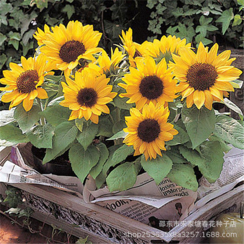 Short Sunflower Seed Package Four Seasons Broadcast Ornamental Edible ...