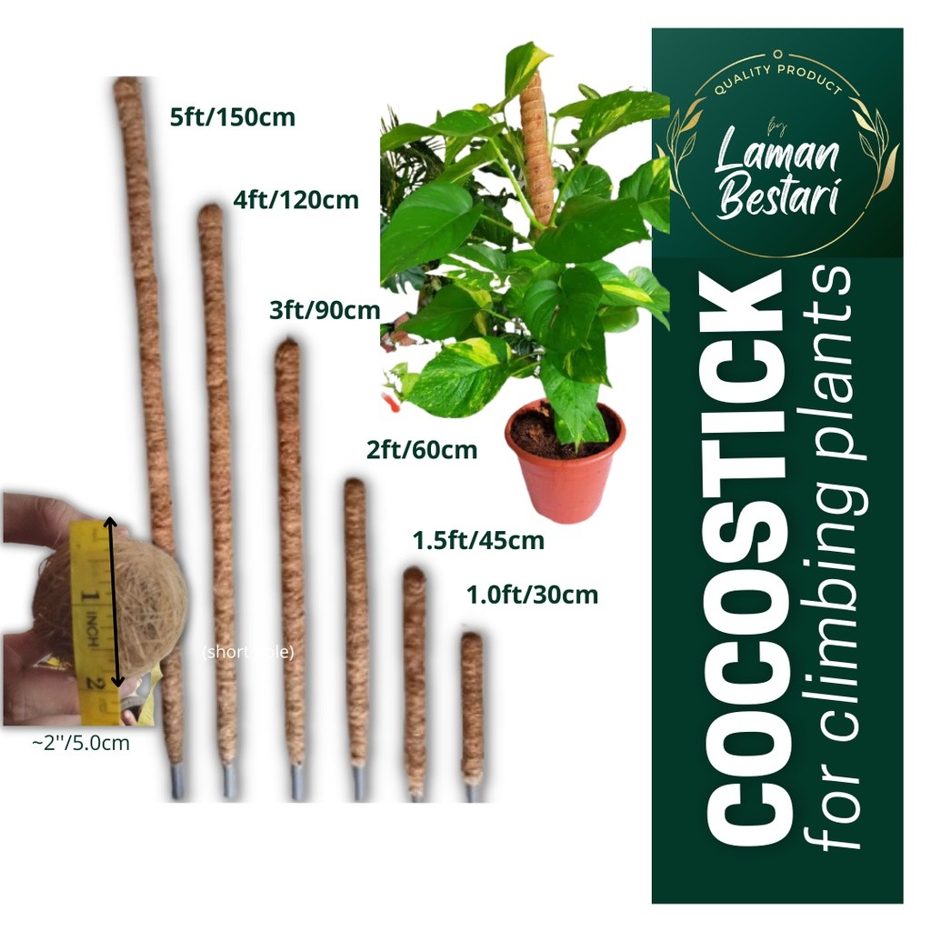Ready Stock !!! Coco Poles/ Sticks. Coco Stick for Climbing Plant,Coco ...