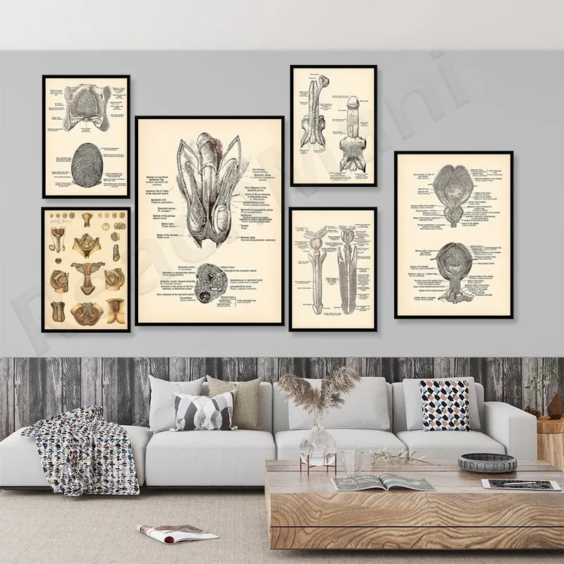 Canvas for male and female reproductive system penile anatomy pelvic ...