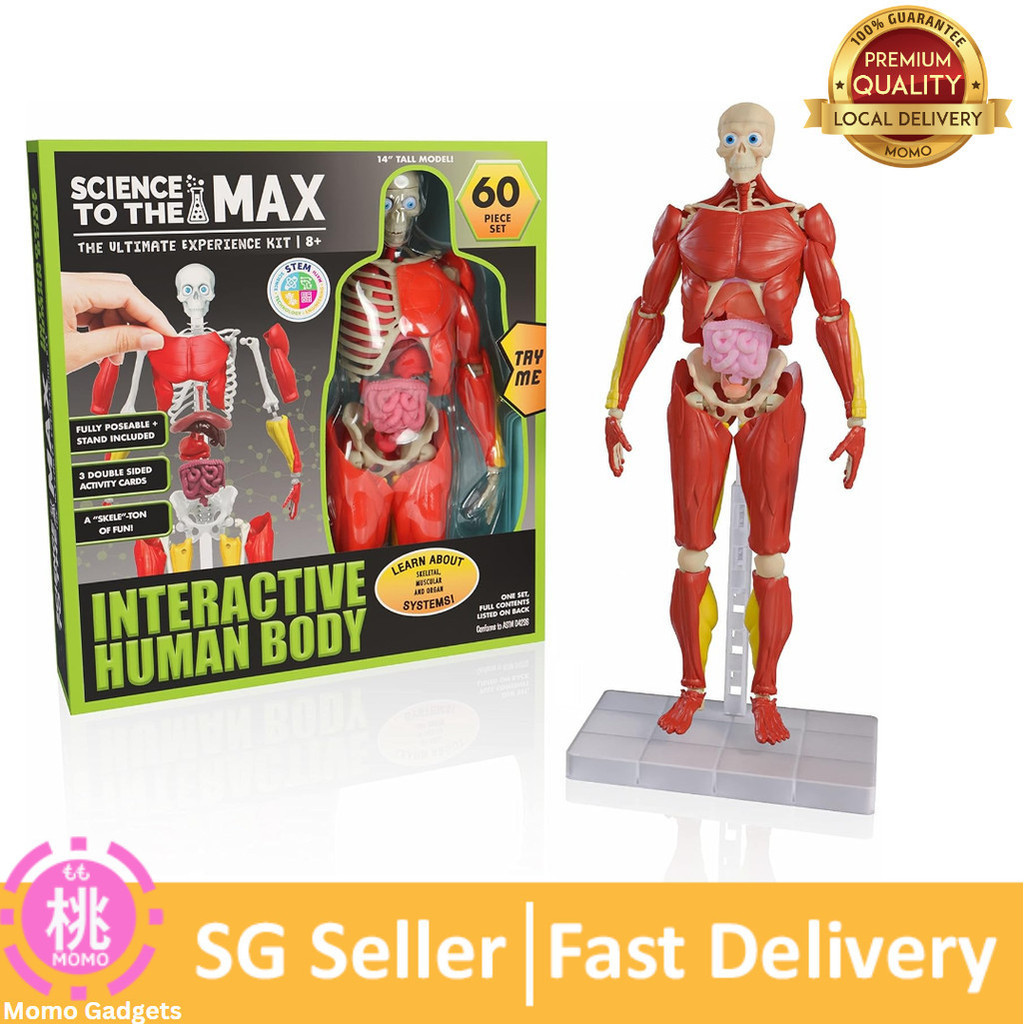 Be Amazing! Toys Interactive Human Body - 60 Piece Fully Poseable ...