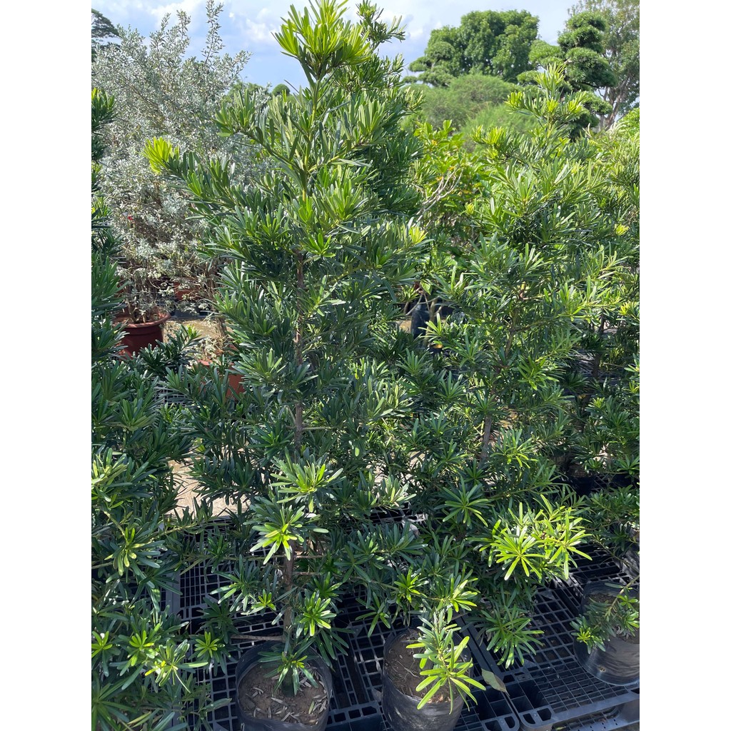 Podocarpus macrophyllus tree 1m-2.2meter height, various height suitble ...