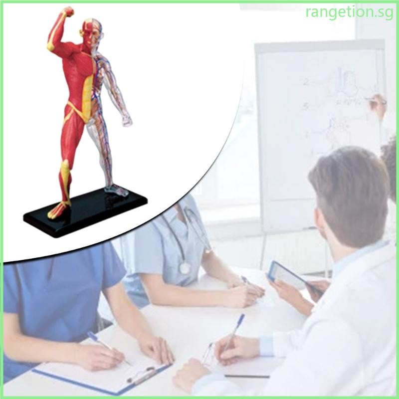 RAN Human Muscle Model Body Medical Anatomical Muscular System Model ...