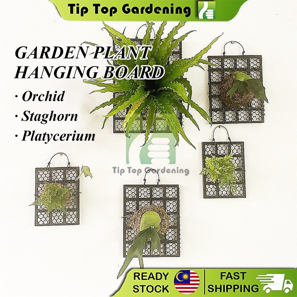 Garden Plant Hanging Board Orchid / Staghorn / Platycerium Mounting ...
