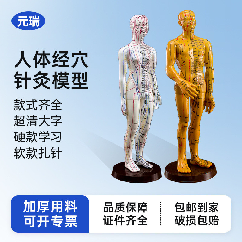 Acupuncture Practice Model for Twelve Meridians, Full Body Human ...