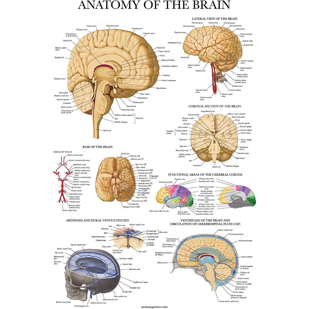 Brain Anatomy Poster Laminated Anatomical Chart of the Human Brain ...