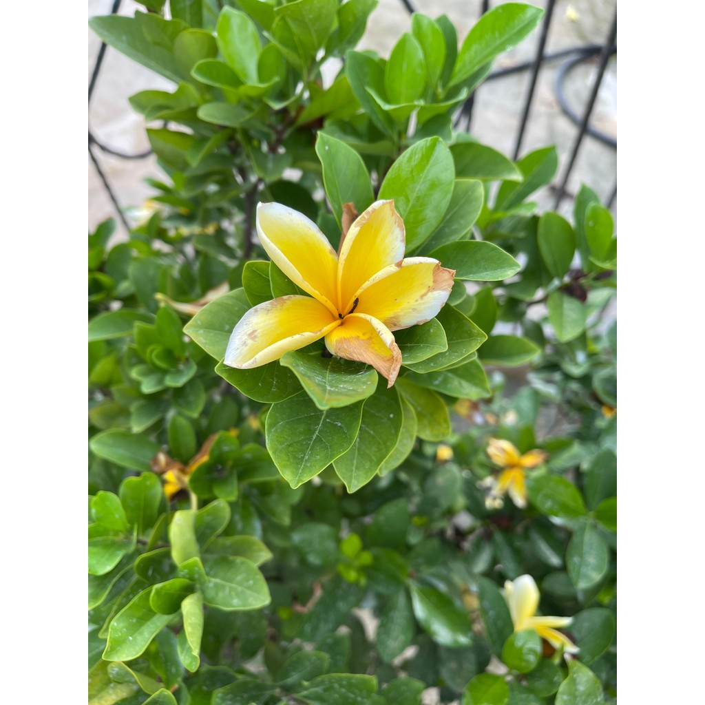Gardenia Jasminoides Yellow flower 1 meter height Grows up to 5-6 ft ...