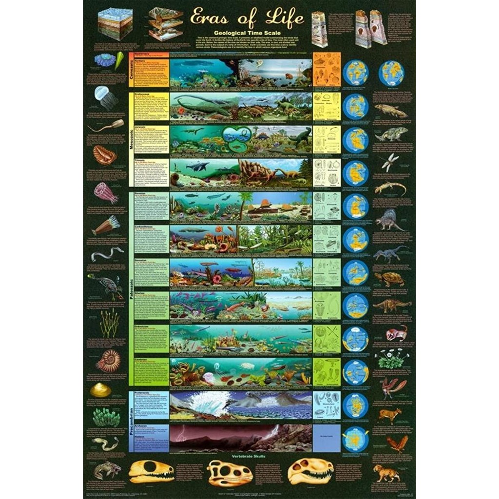 Eras of Life Geological Time Scale Educational Science Chart Poster 24 ...