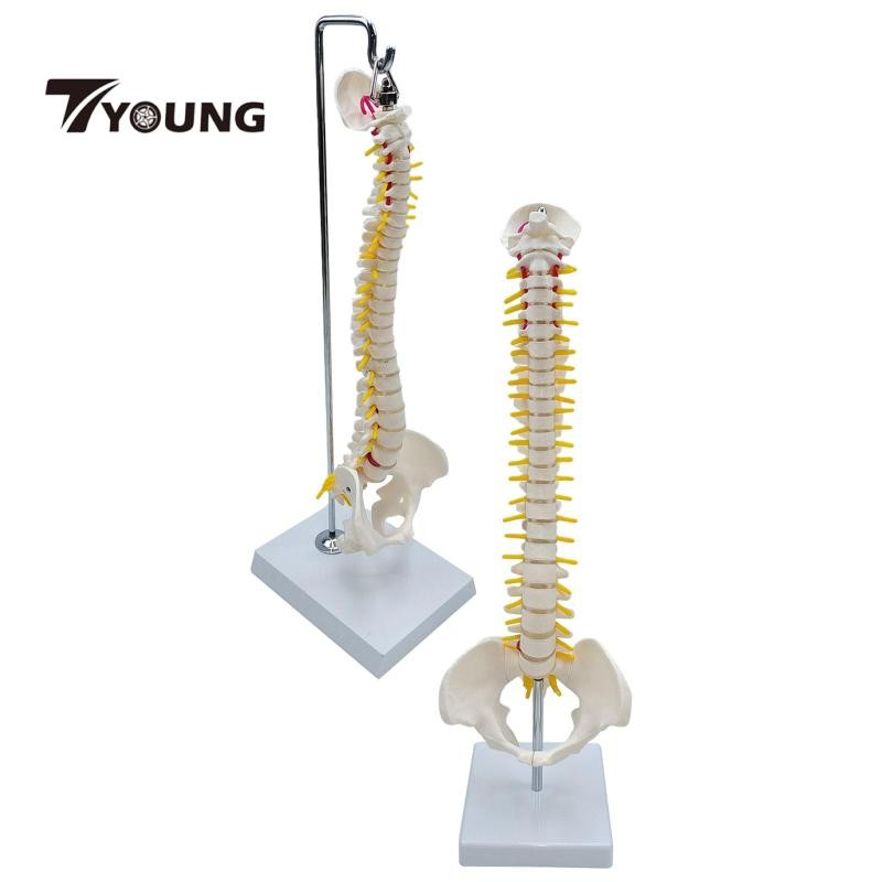 [Available] Human Spine Model Vertebral Column 17.7" Life Size with ...