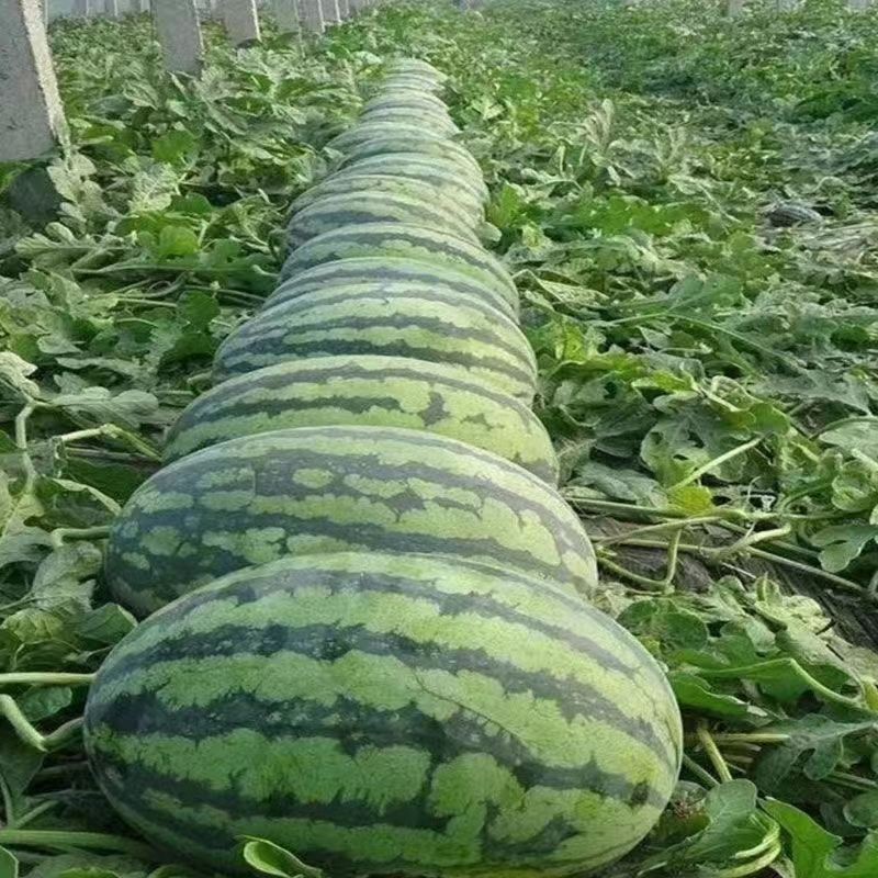Lazy Watermelon Seed Single Melon Weight 20.00kg Authentic Lazy Melon ...