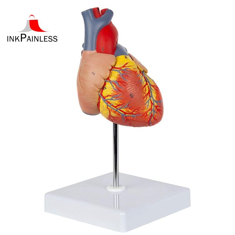 Heart Model, 2-Part Deluxe Life Size Human Heart Replica with 34 ...