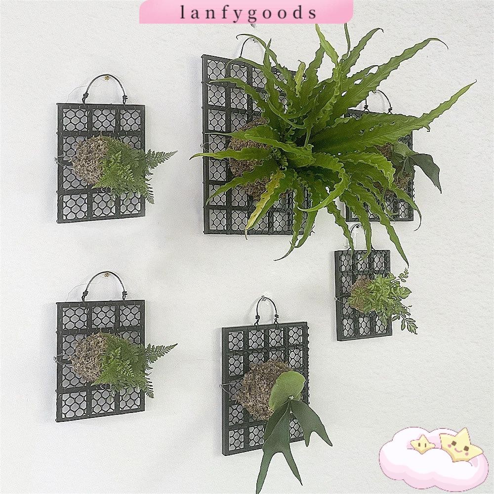 LANFY Staghorn Fern Board, Thickened Orchid Fern Planting Board ...