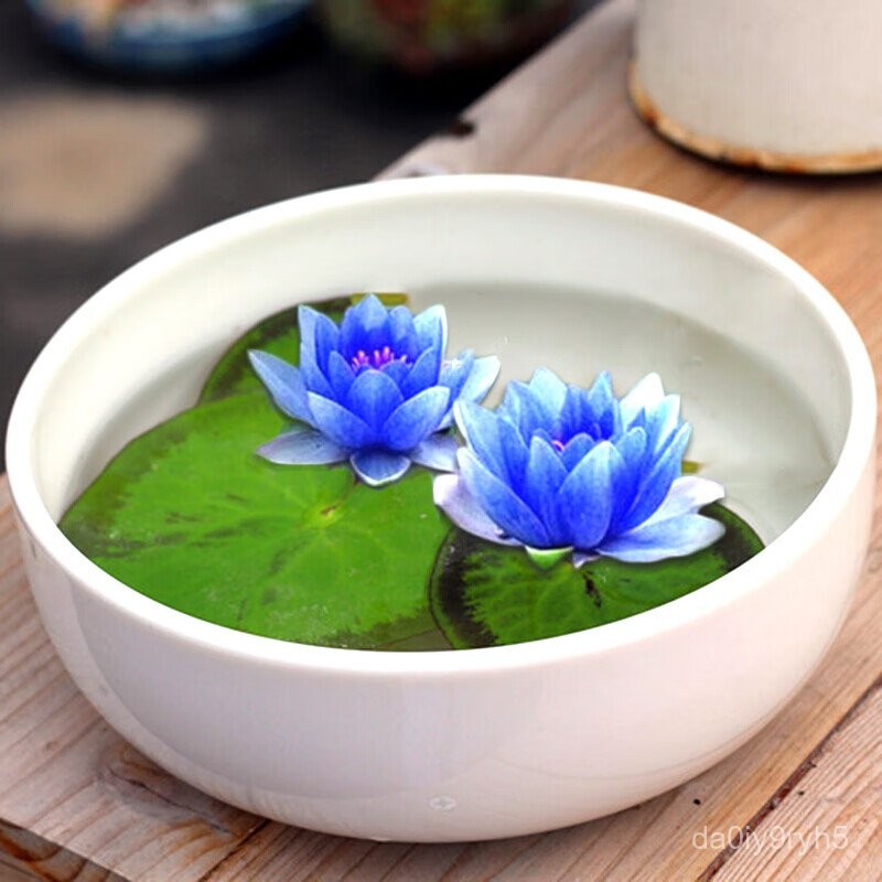 Mini Water Lily Roots Lotus Lotus Lotus Root Seedling Water Lily Root ...