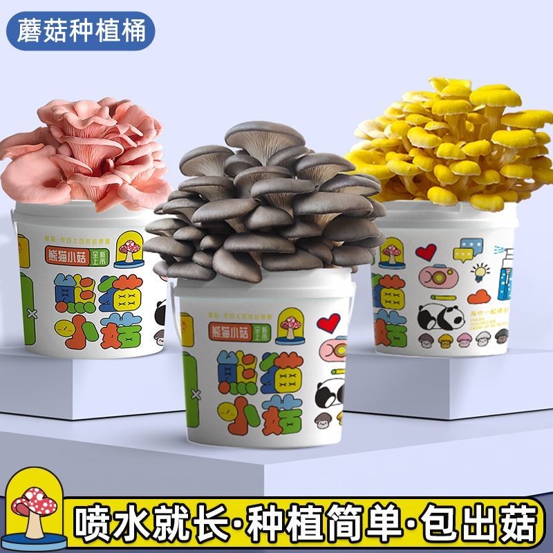 [2563Positive Review]Pleurotus Mushroom Growing Bucket Potted Edible ...