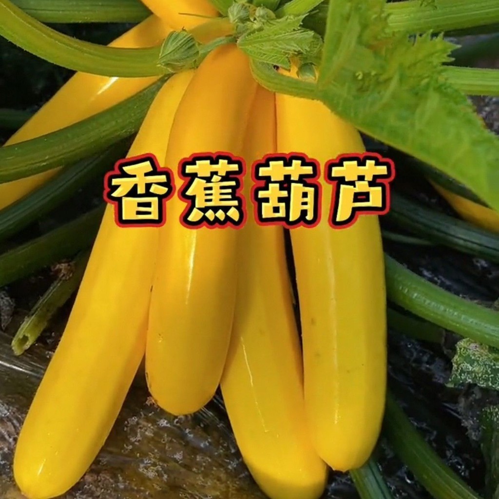 High-end Fruit-shaped Zucchini Seeds Banana Melon Yellow Potted Plants ...