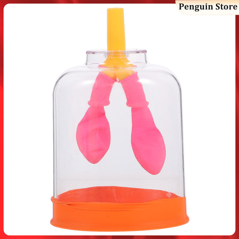 Lung Breathing Model Anatomy for Kids Human Lungs Education Teaching ...