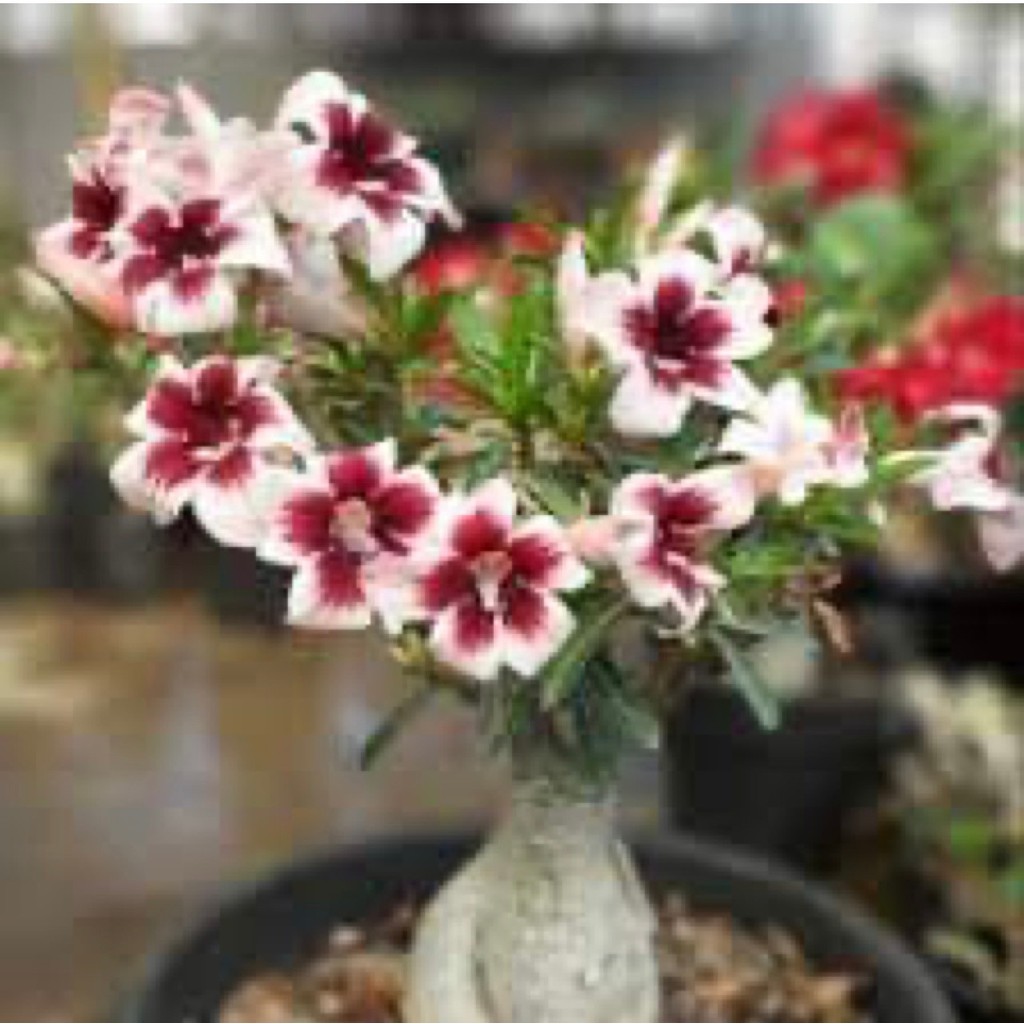 [SG EASY]100% Legit Adenium Double al Seeds plus Freebie High ...