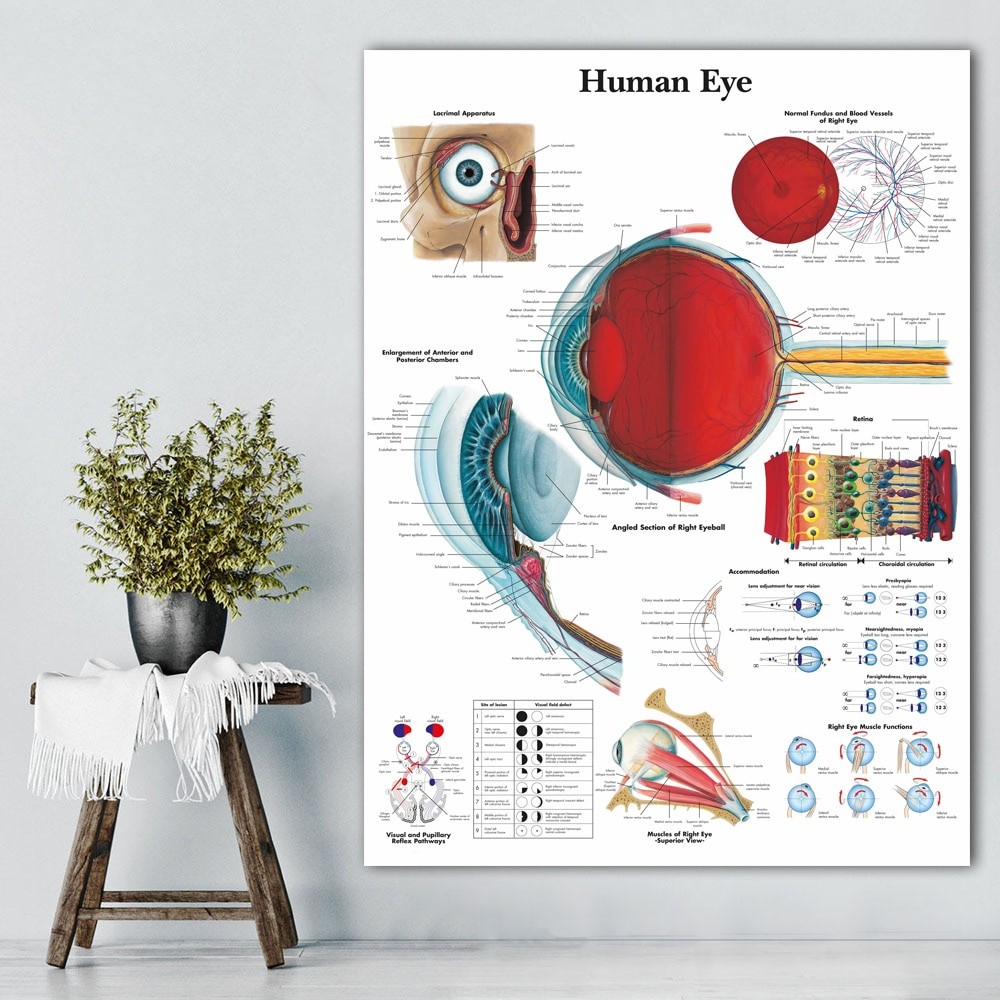 WANGART Anatomical Function Human Eye Chart Art Poster Print Body Map Canvas Wall Pictures for ...