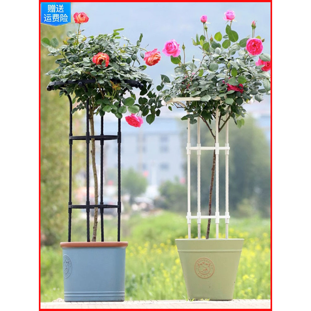 Gardening Green Plant Lodging Stand Outdoor Umbrella-Shaped Rose ...