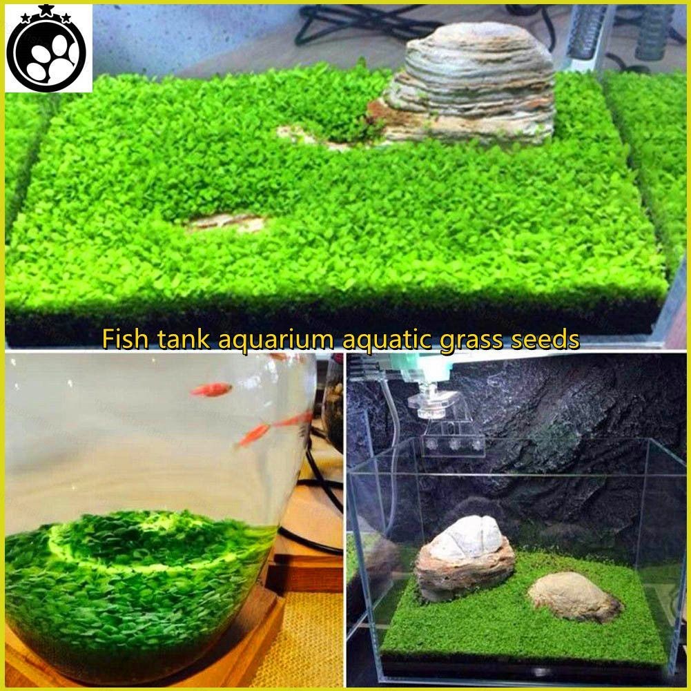PS1 HTHT Plant Seeds Fish Tank Aquarium Aquatic Water Grass Decor ...