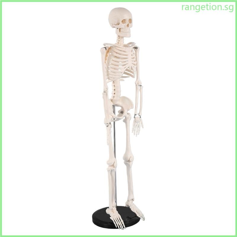 RAN Human Skeleton Model for Anatomy 85cm Anatomical Human Skeleton ...