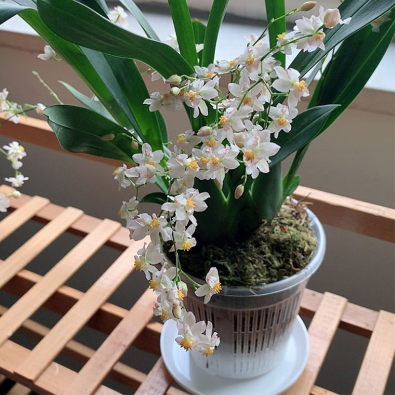 [XFDZ] 11/14cm Mesh Pot Root Control Transparent Flowerpot For Orchid ...