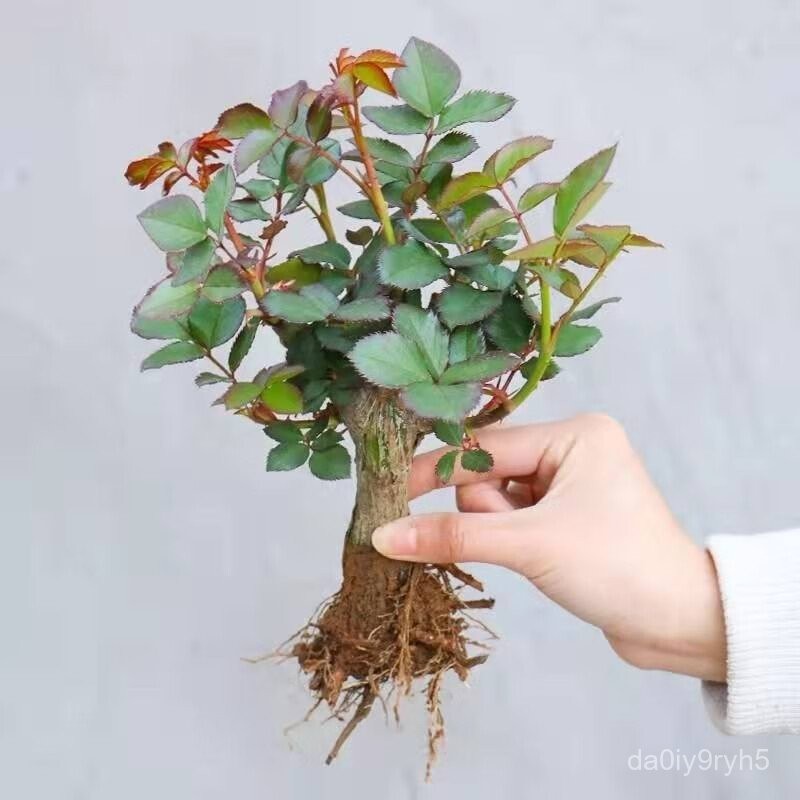 Listen to Snow Building Chinese Rose Old Pile Multi-Color8Annual Rose ...
