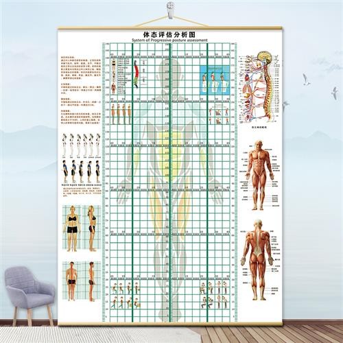 Posture Assessment Chart Hanging and Sticking Type Body Measurement Gym ...